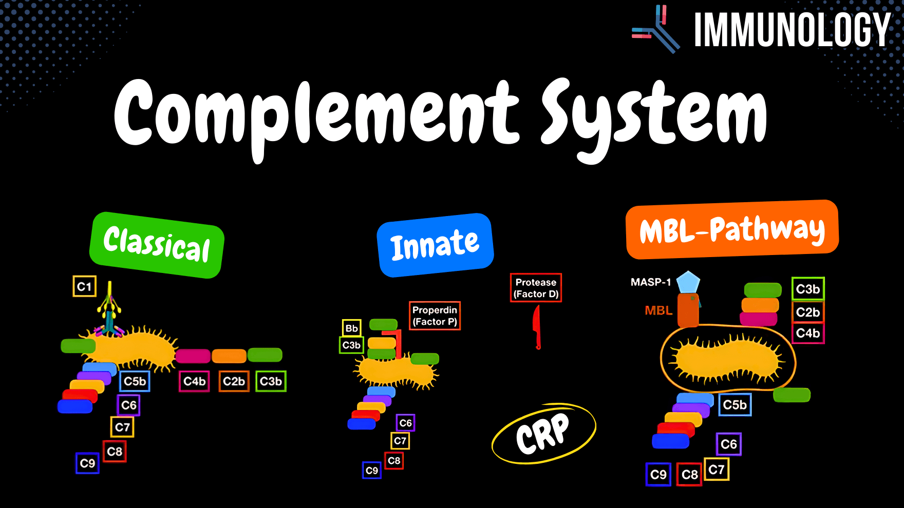 Immunology - TaimTalksMed - Medicine Lectures, Notes & Illustrations