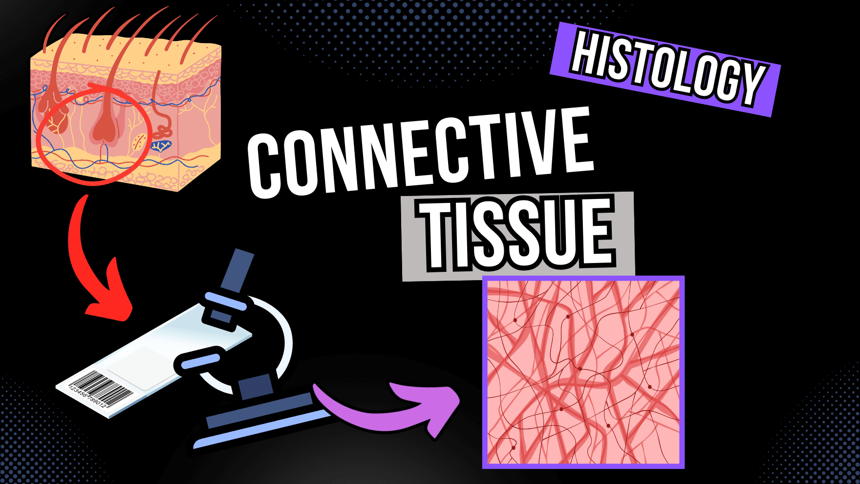 Histology - TaimTalksMed - Medicine Lectures, Notes & Illustrations