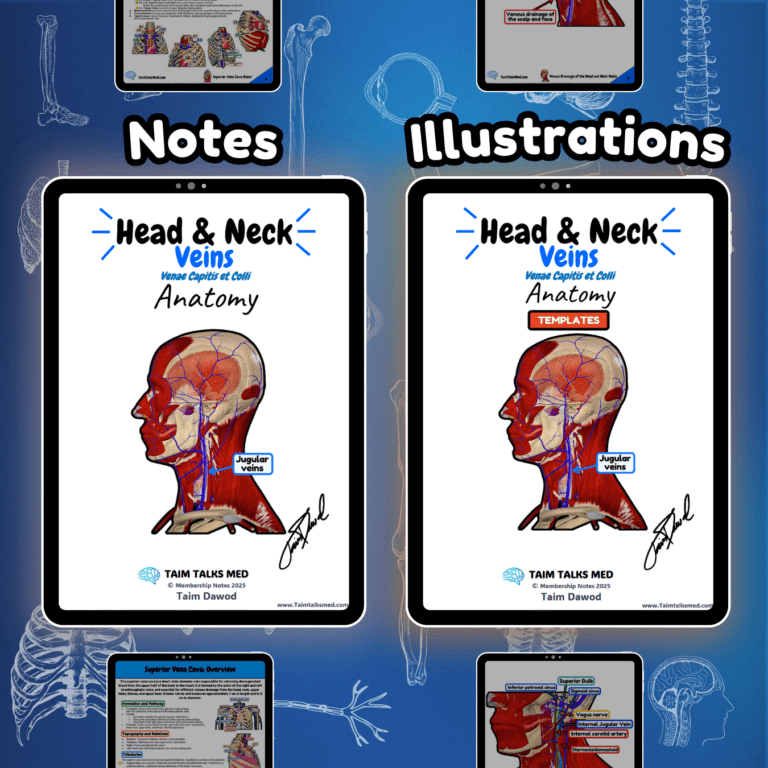 Veins of the Head and Neck - TaimTalksMed - Medicine Lectures, Notes ...