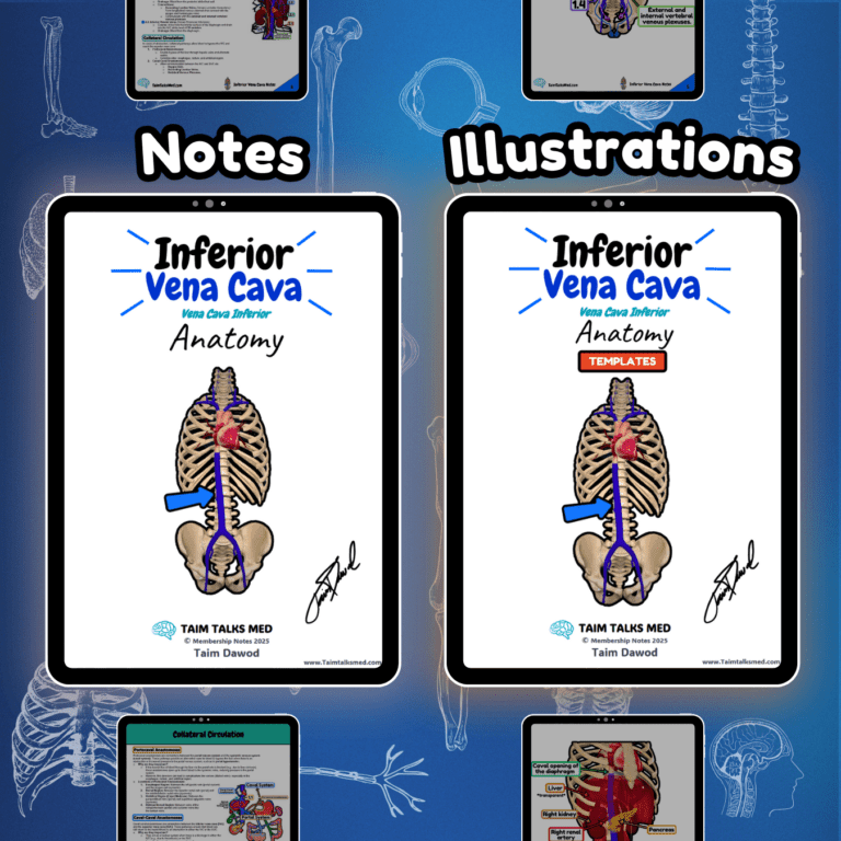 Inferior Vena Cava - TaimTalksMed - Medicine Lectures, Notes ...