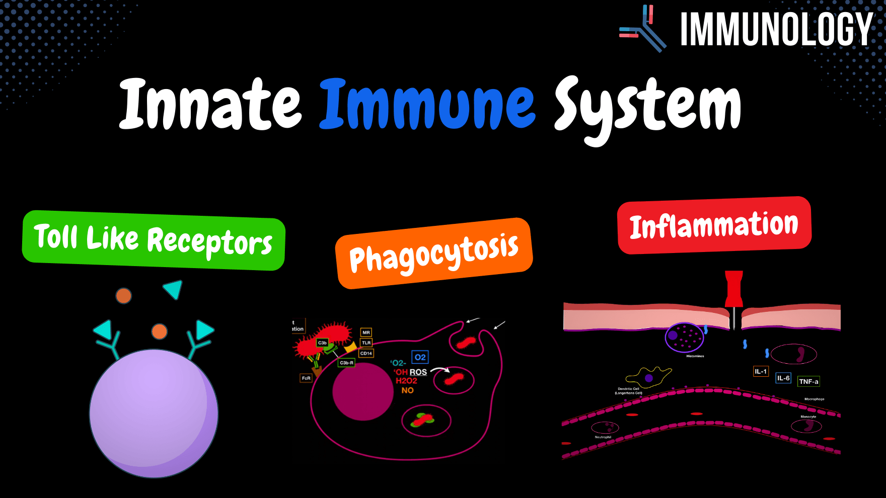 Immunology - TaimTalksMed - Medicine Lectures, Notes & Illustrations