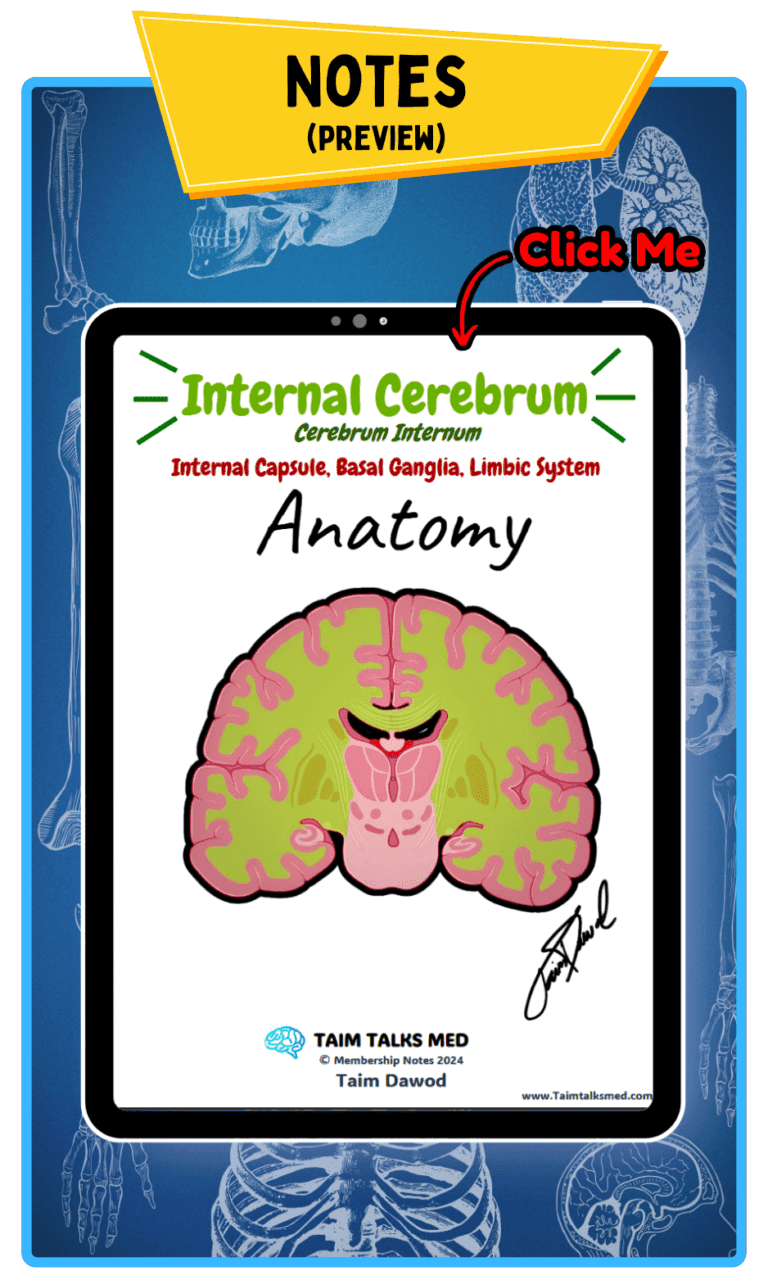 TaimTalksMed – Medicine Lectures, Notes & Illustrations – Anatomy made ...