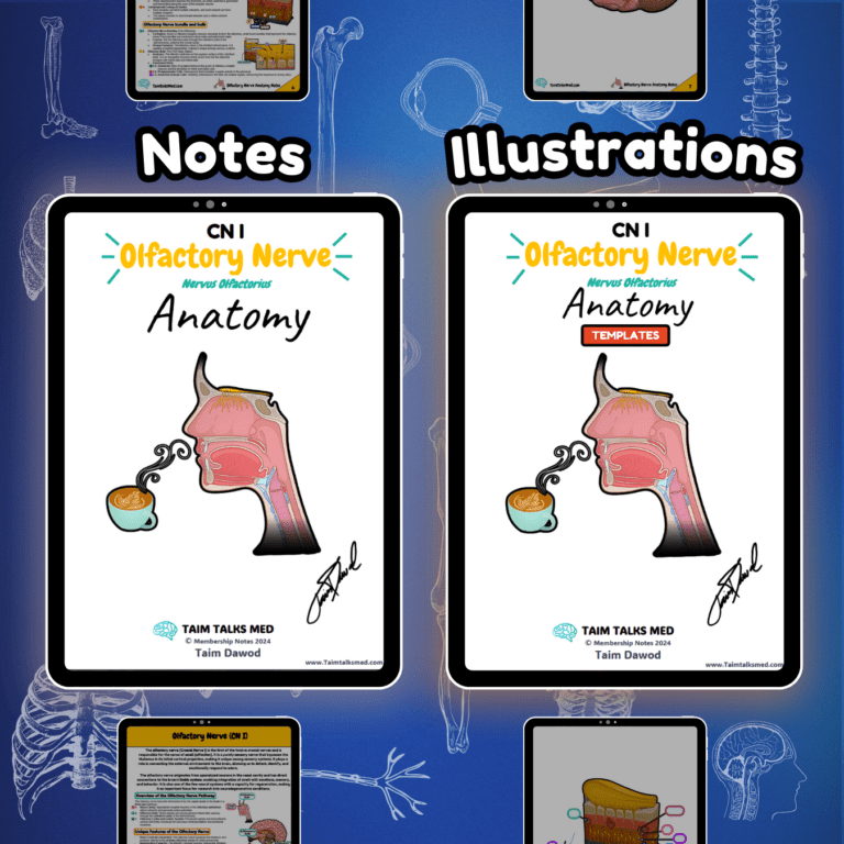 Olfactory Nerve (CN I) - TaimTalksMed - Medicine Lectures, Notes ...