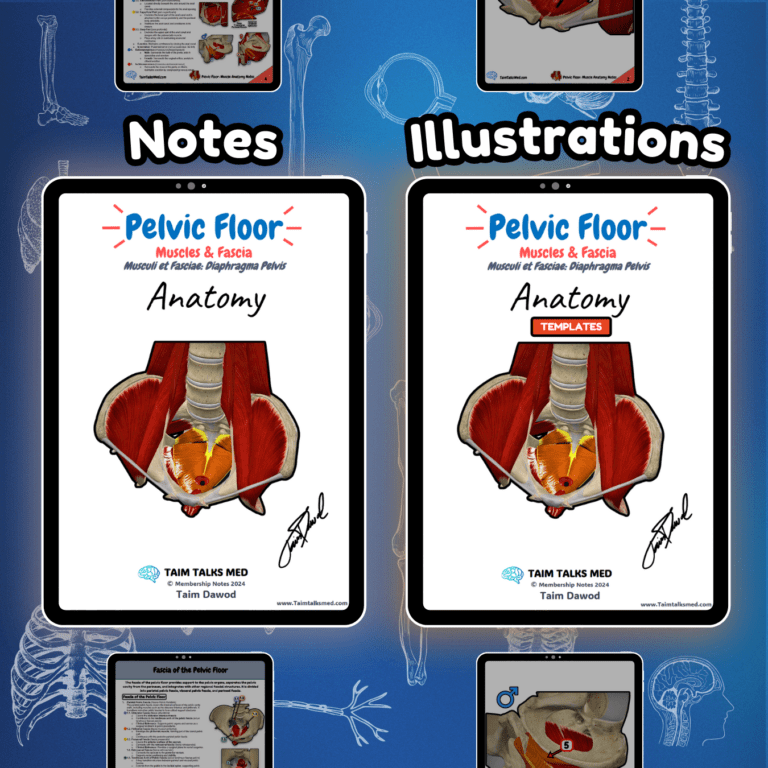 Pelvic Floor Muscles - TaimTalksMed - Medicine Lectures, Notes ...