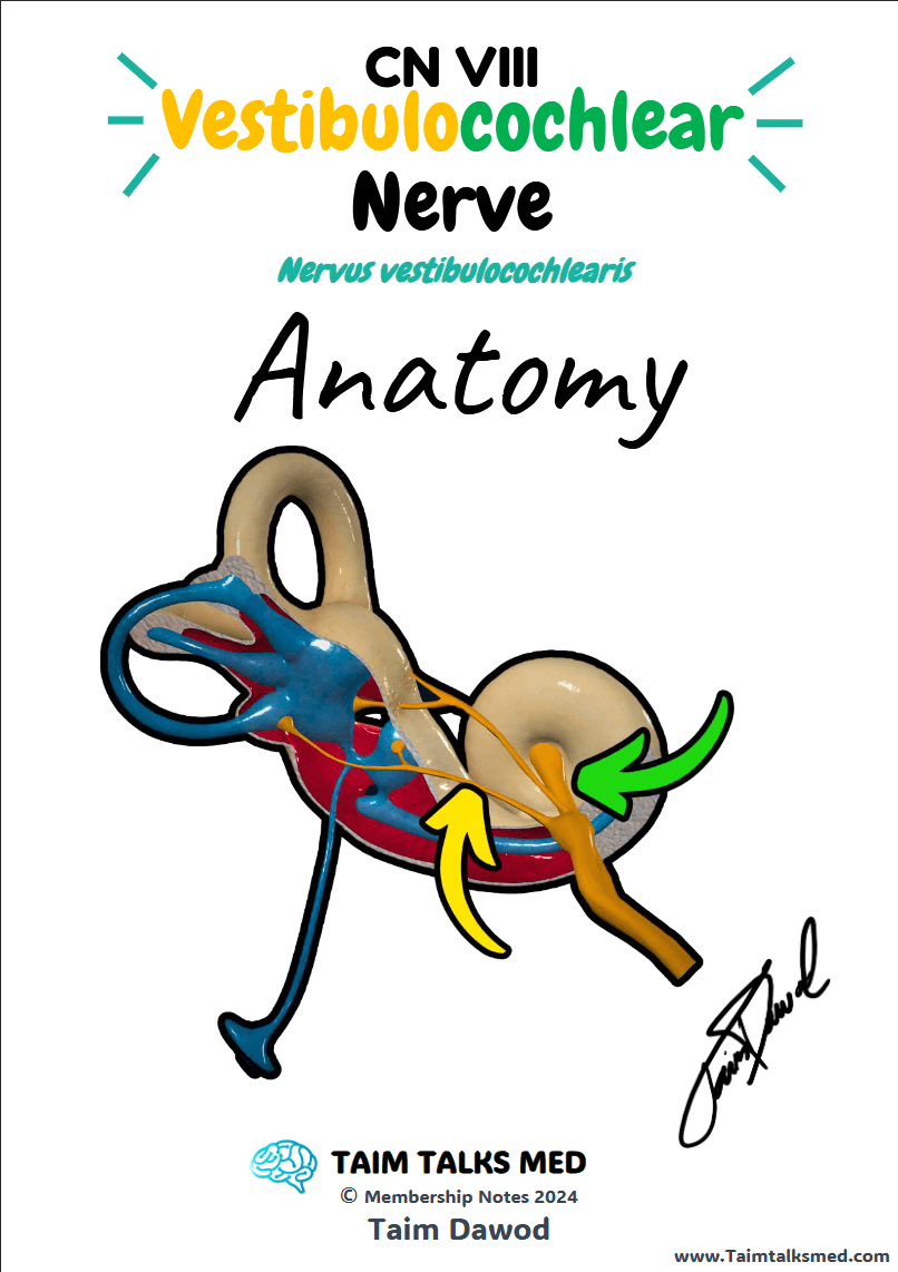 CN 8: Vestibulocochlear Nerve – TaimTalksMed