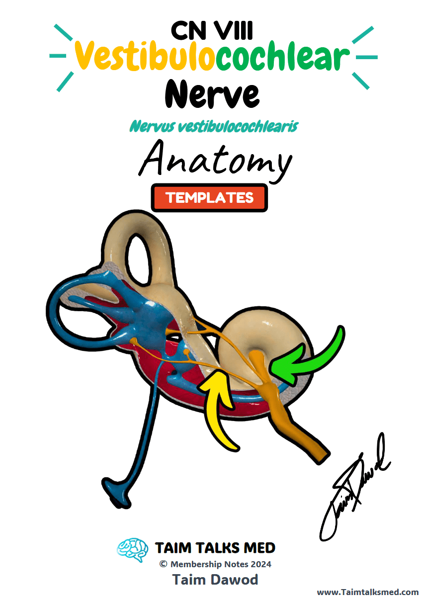 CN 8: Vestibulocochlear Nerve – TaimTalksMed