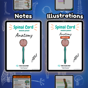 Spinal Cord Anatomy - TaimTalksMed - Medicine Lectures, Notes ...
