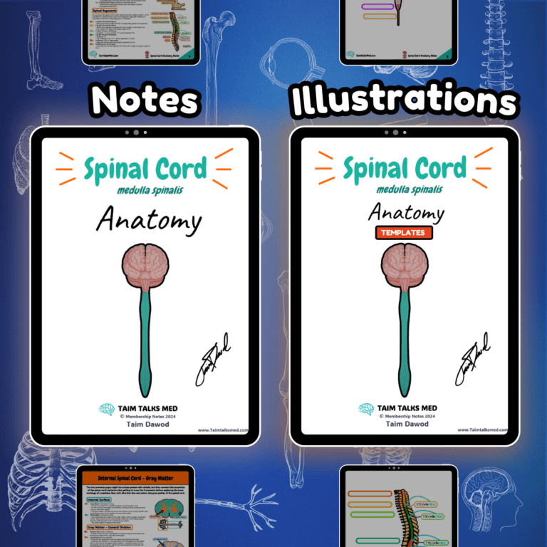 Spinal Cord Anatomy - TaimTalksMed - Medicine Lectures, Notes ...