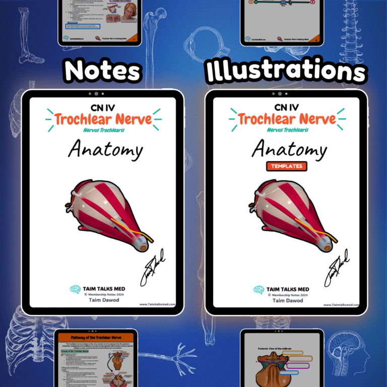 Trochlear Nerve (CN IV) – TaimTalksMed – Medicine Lectures, Notes ...