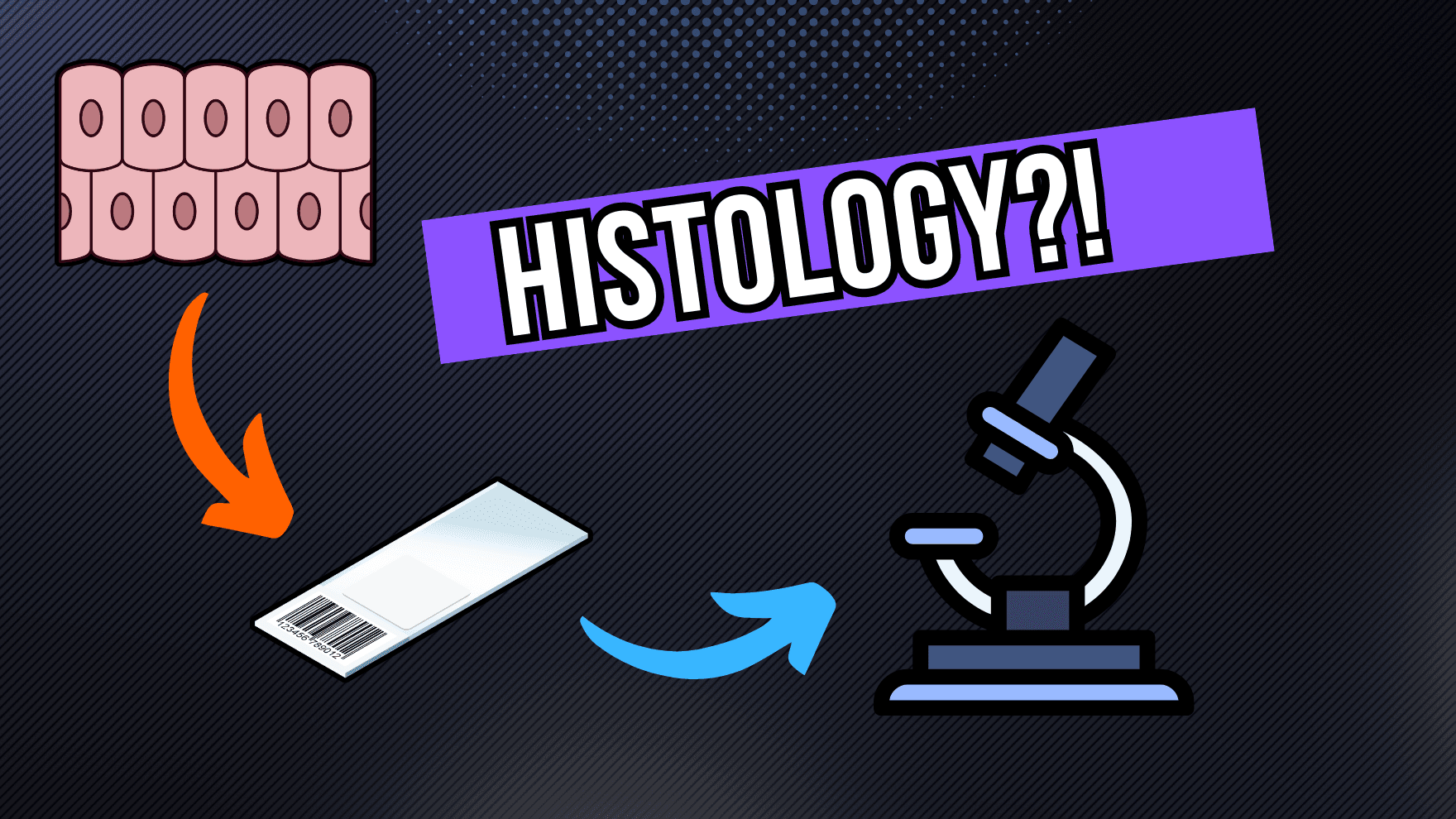 Histology - TaimTalksMed - Medicine Lectures, Notes & Illustrations