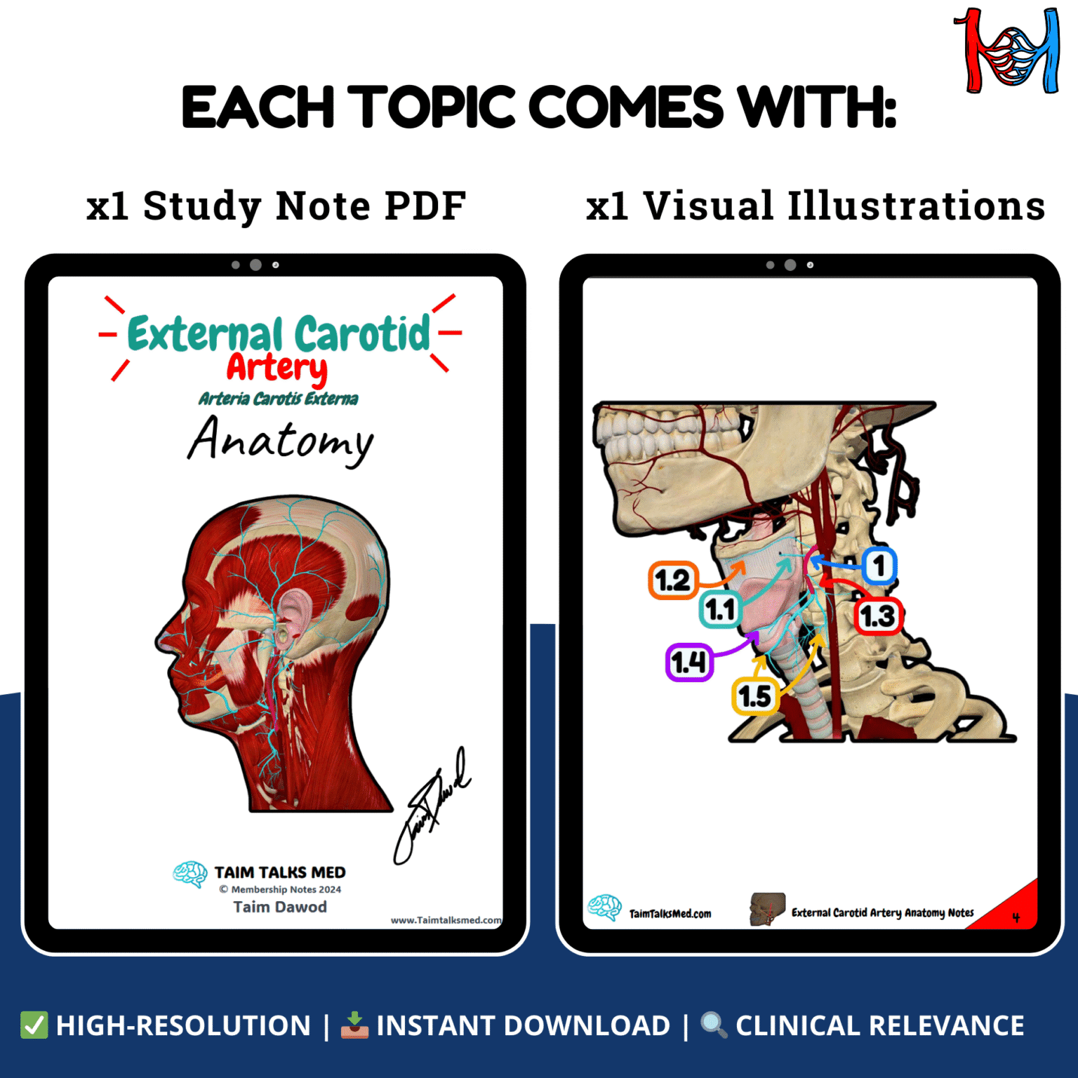 Arterial System – TaimTalksMed – Medicine Lectures, Notes & Illustrations