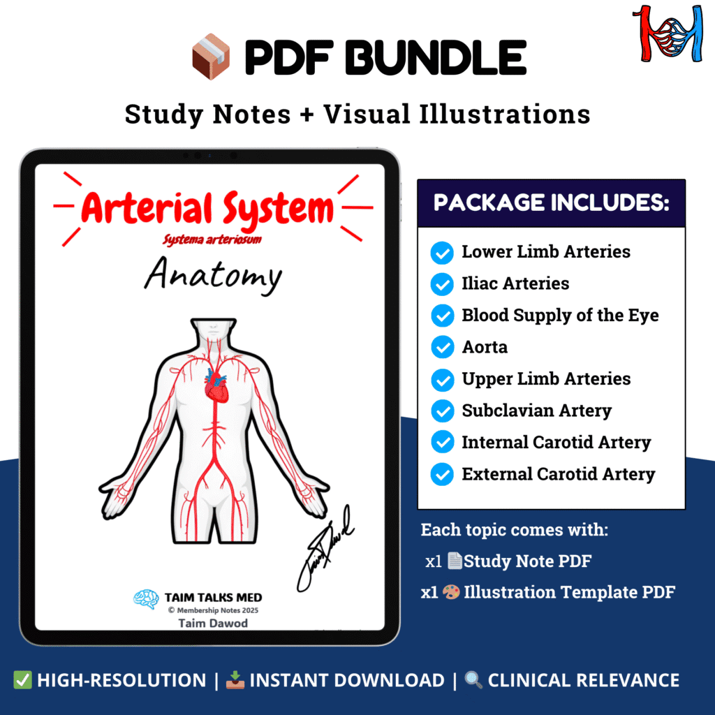 Arterial System – TaimTalksMed – Medicine Lectures, Notes & Illustrations