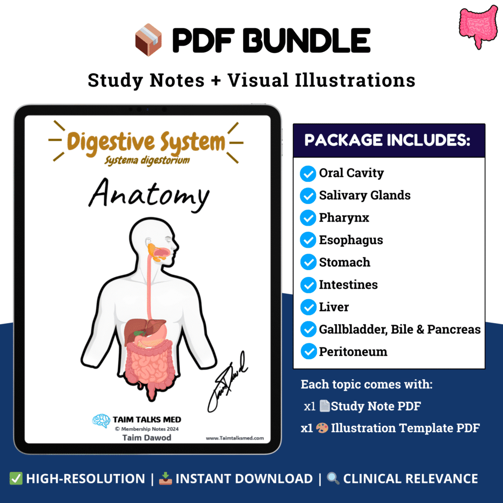 Digestive System – TaimTalksMed – Medicine Lectures, Notes & Illustrations