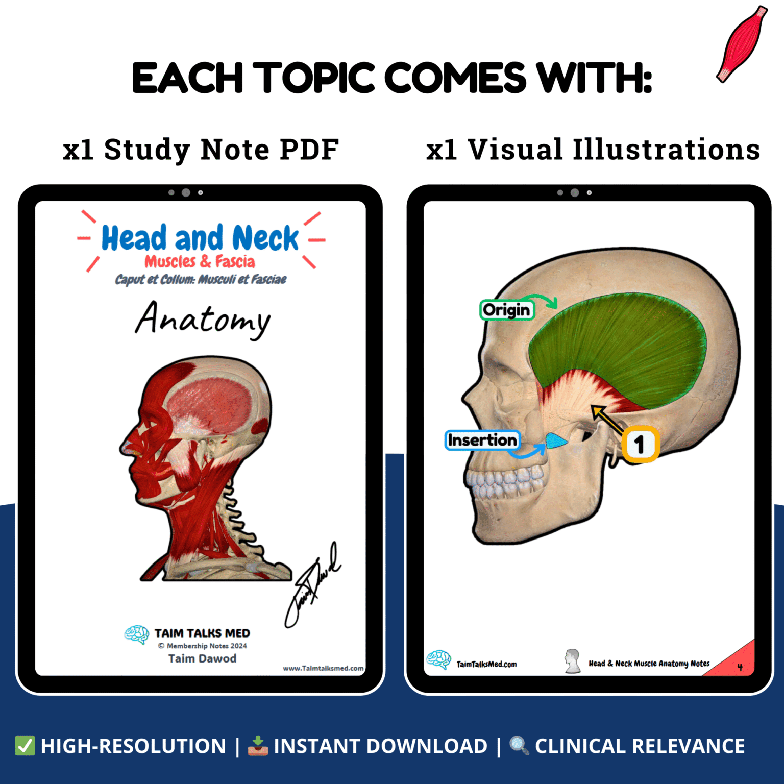 TaimTalksMed – Medicine Lectures, Notes & Illustrations – Anatomy made ...