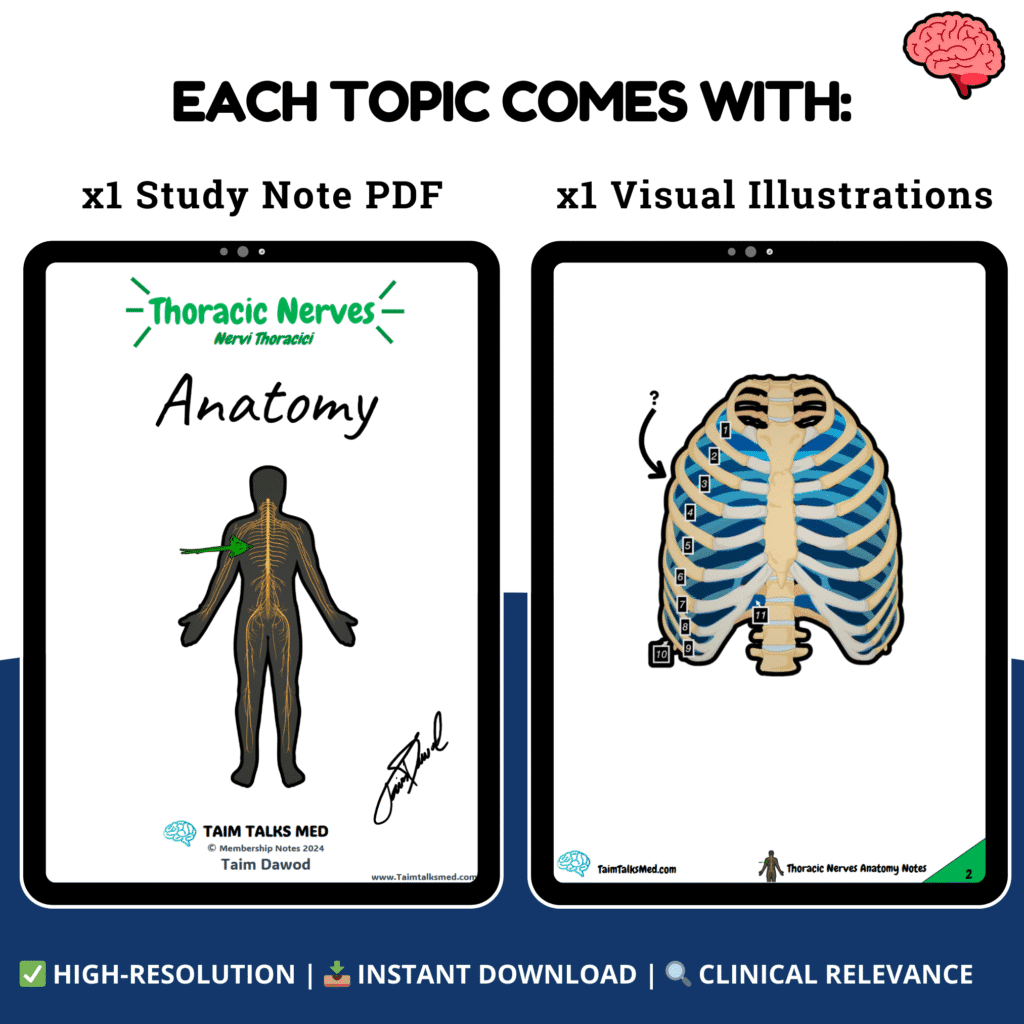 Peripheral Nervous System – TaimTalksMed – Medicine Lectures, Notes ...
