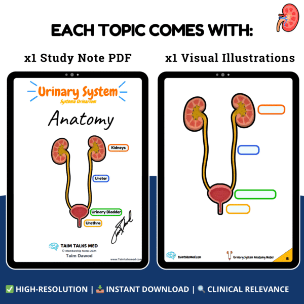 Urinary System – TaimTalksMed – Medicine Lectures, Notes & Illustrations