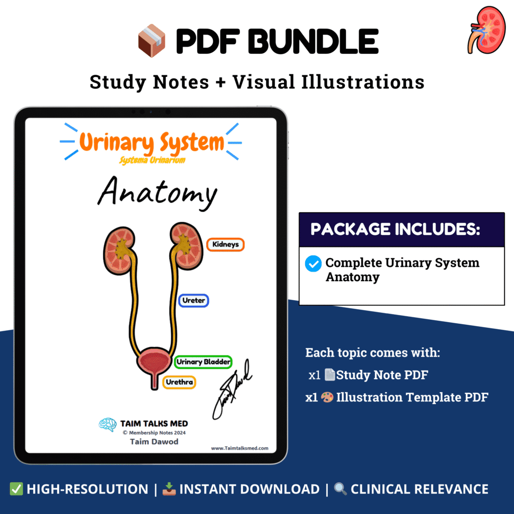 Urinary System – TaimTalksMed – Medicine Lectures, Notes & Illustrations