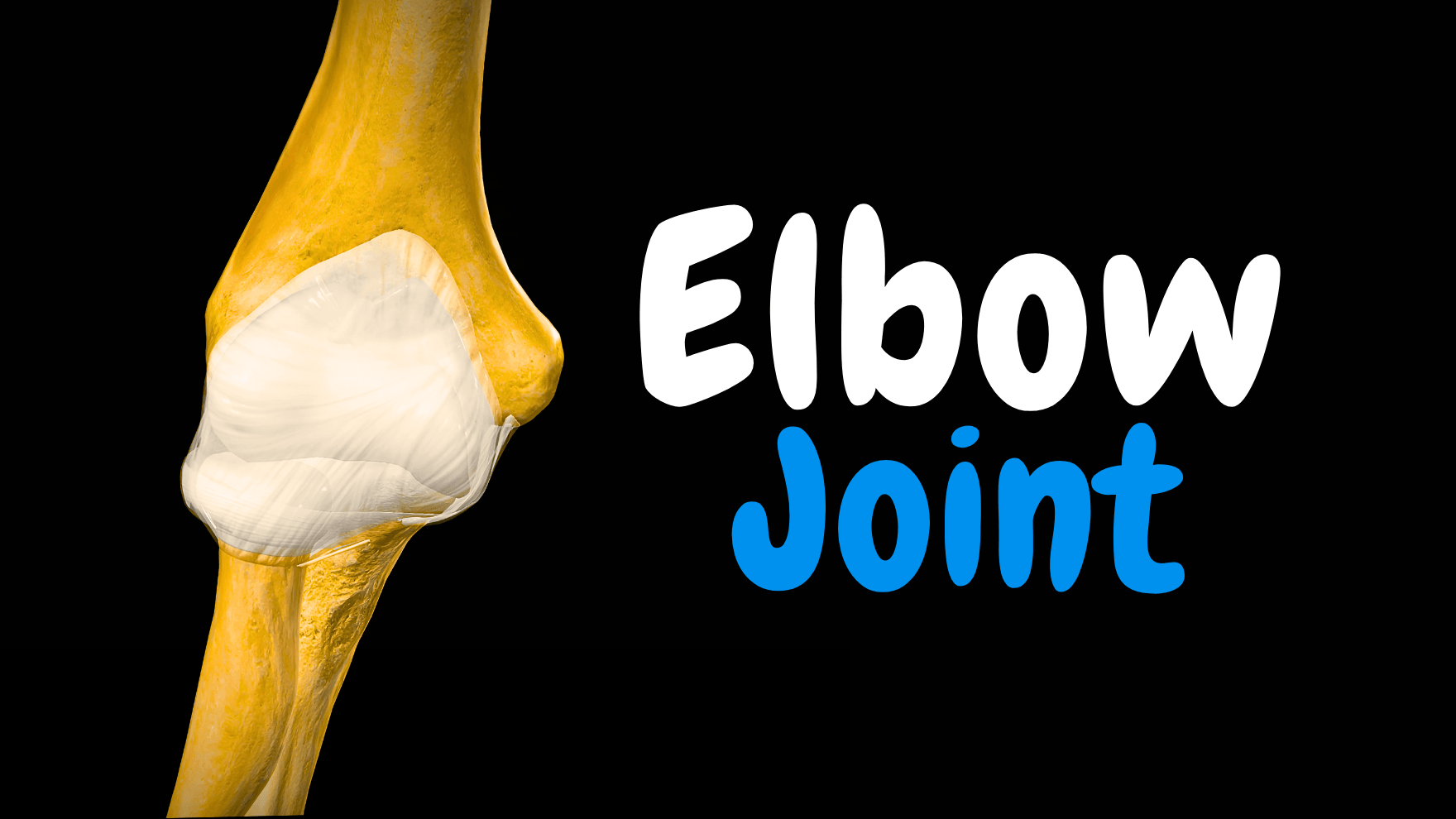 Elbow Joint: Ligaments, Movements & Injuries | Clinical Anatomy ...