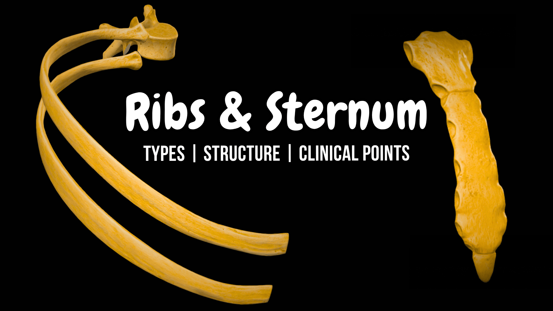 Ribs & Sternum (Thoracic Cage): Classification, Landmarks & Clinical ...
