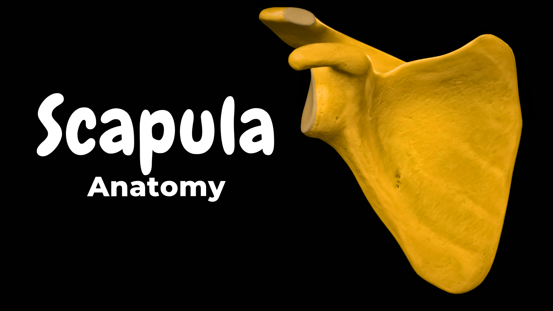Scapula (Shoulder Blade): Landmarks, Borders & Surfaces | Anatomy ...