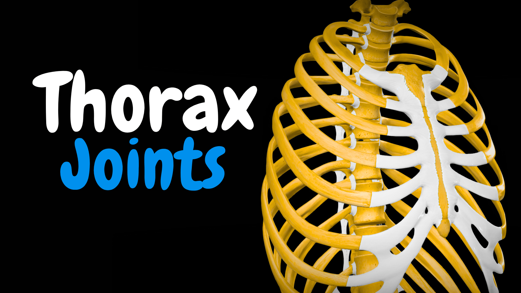 Thoracic Joints: Costovertebral, Sternocostal & Rib Articulations | Anatomy - TaimTalksMed ...
